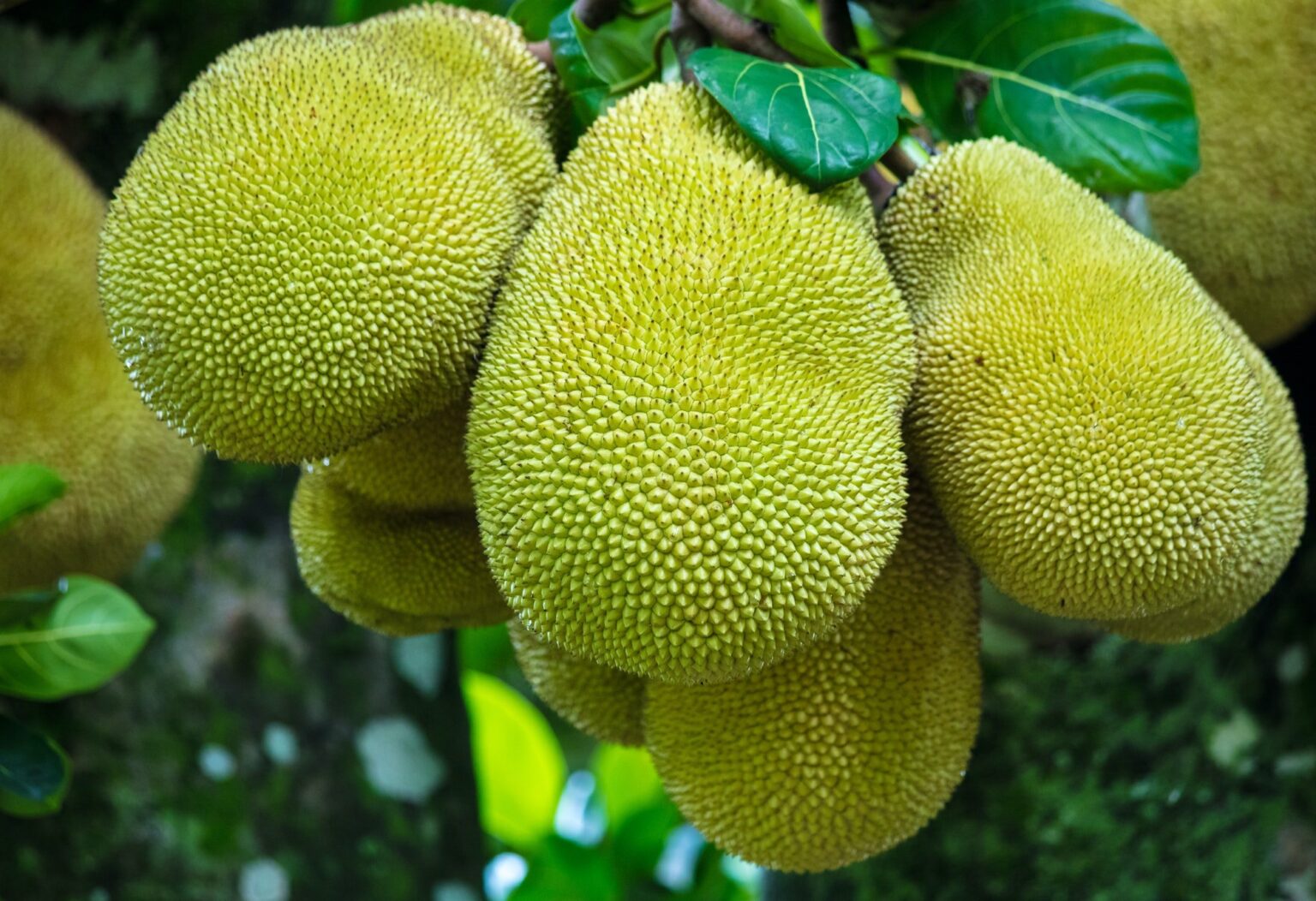 Le jacquier, ce fruit qui va révolutionner votre assiette | Blog Ecologie